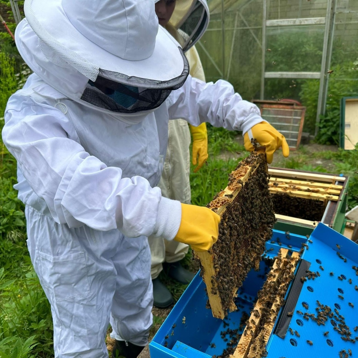 Borden Grammar School - Daniel from Year 7 learns to be a beekeeper
